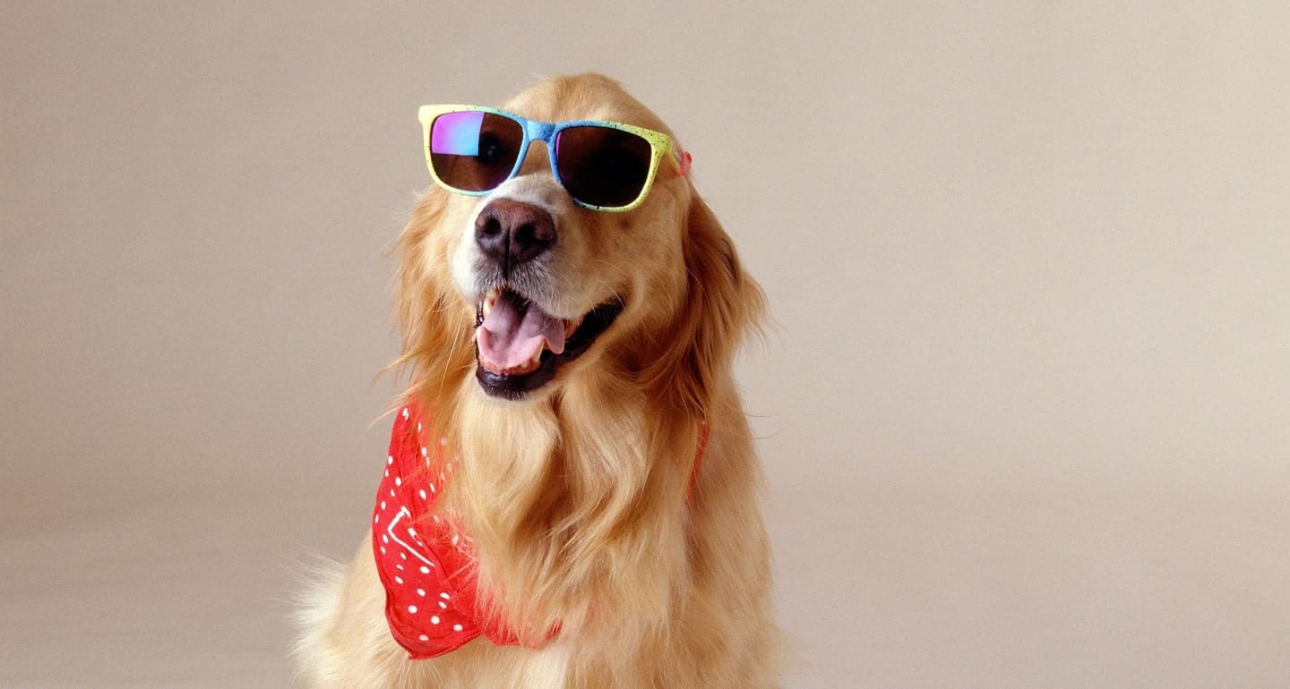 ⭐ ¿Cuánto cuesta mantener un perro? | RapiCredit.com ⭐ ¿Cuánto cuesta mantener un perro? | RapiCredit.com